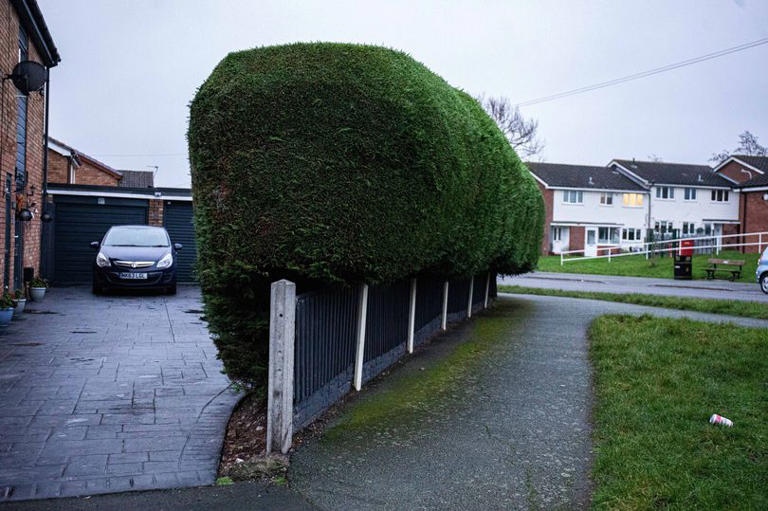'Nosey neighbour' forces pensioner to cut back 7ft hedge after council ...