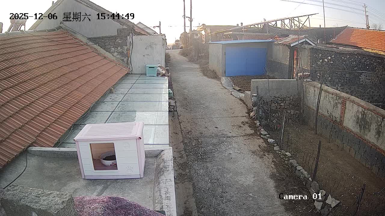 Two cats tumble off rooftop during playful fight in Shandong, China