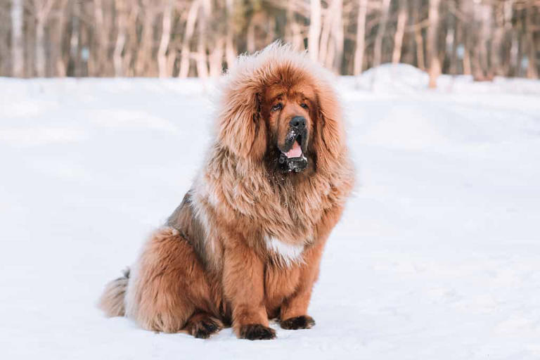 Check out this $1 million dog