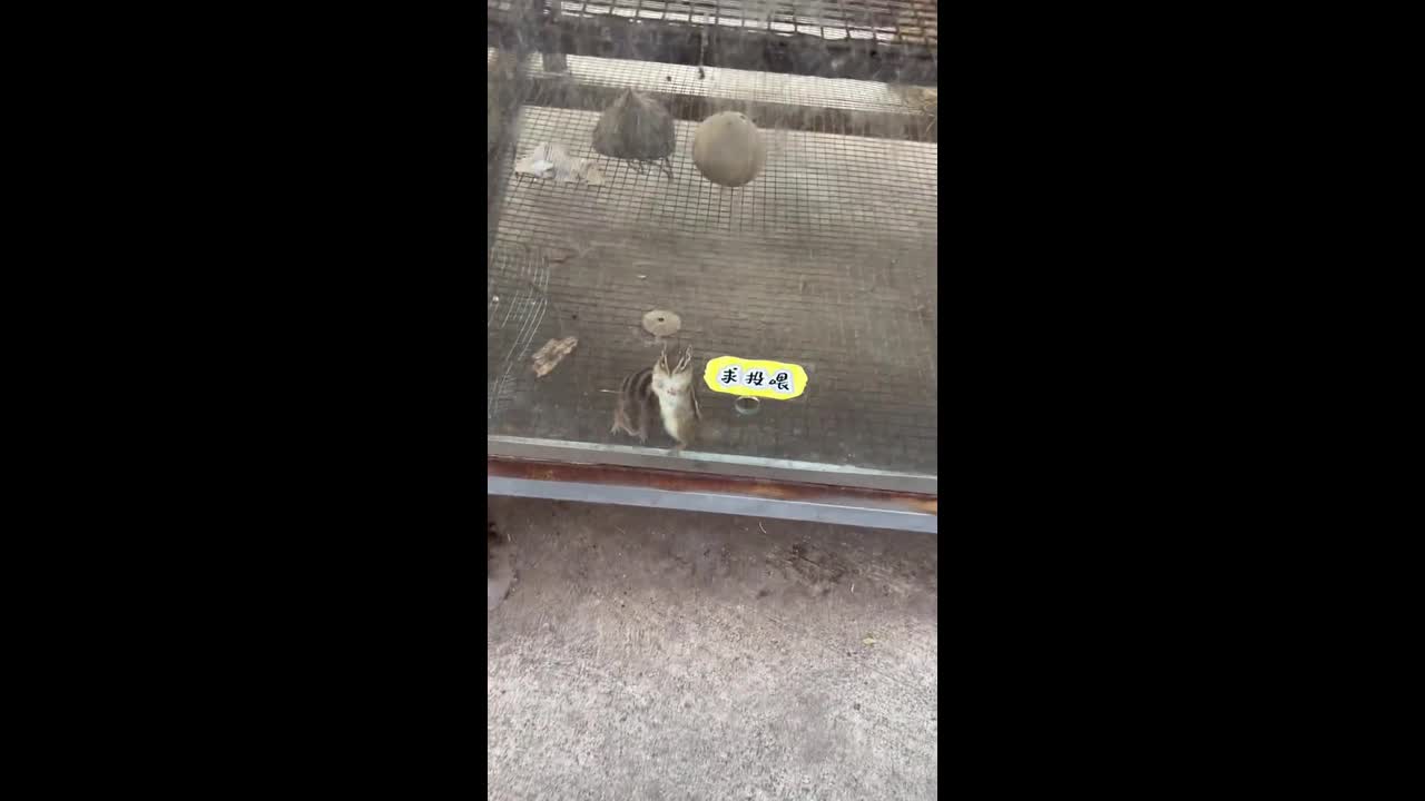 Squirrels eagerly share carrot snack in Anhui, China