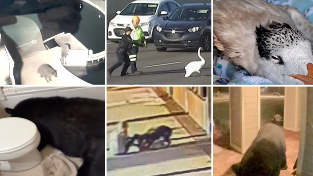 Wild animal encounters of 2025: Swans on the run, gator attacks and ...