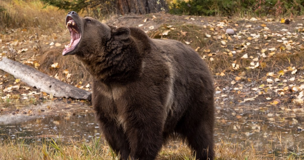Photographer describes terrifying moment he woke to a bear stealing his ...