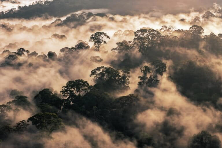 The year in rainforests 2025: Deforestation fell; the risks did not