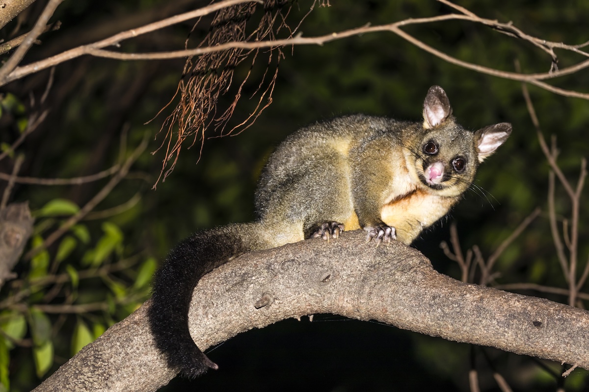 Aussie Christmas: Possum crashes in woman's Christmas tree