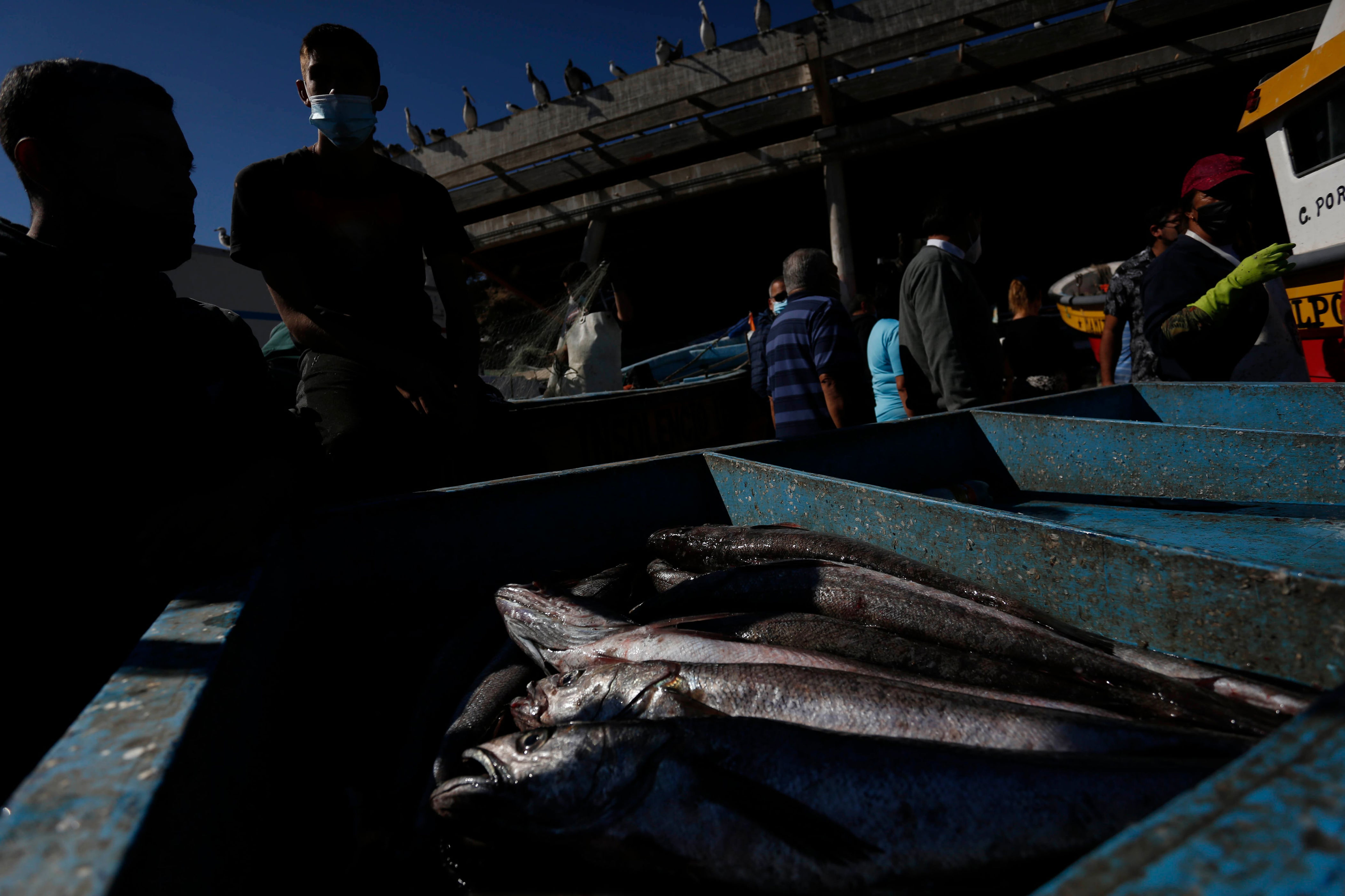Gobierno define cuota de merluza para 2026 y PacificBlu arremete contra ...
