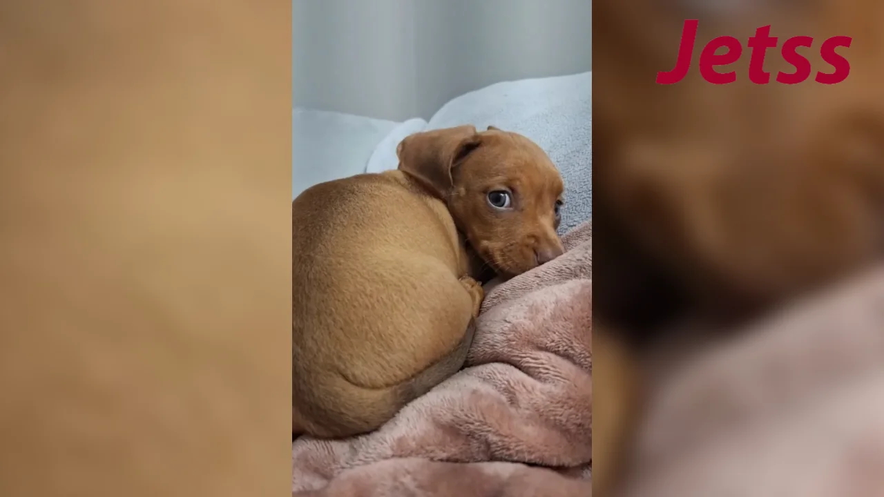 Cachorrinho vira um anjo após levar bronca por bagunça