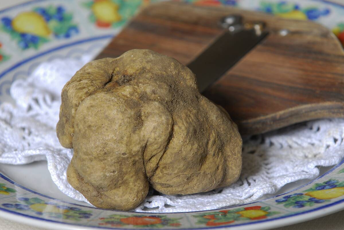Some of the most costly delicacies in the world
