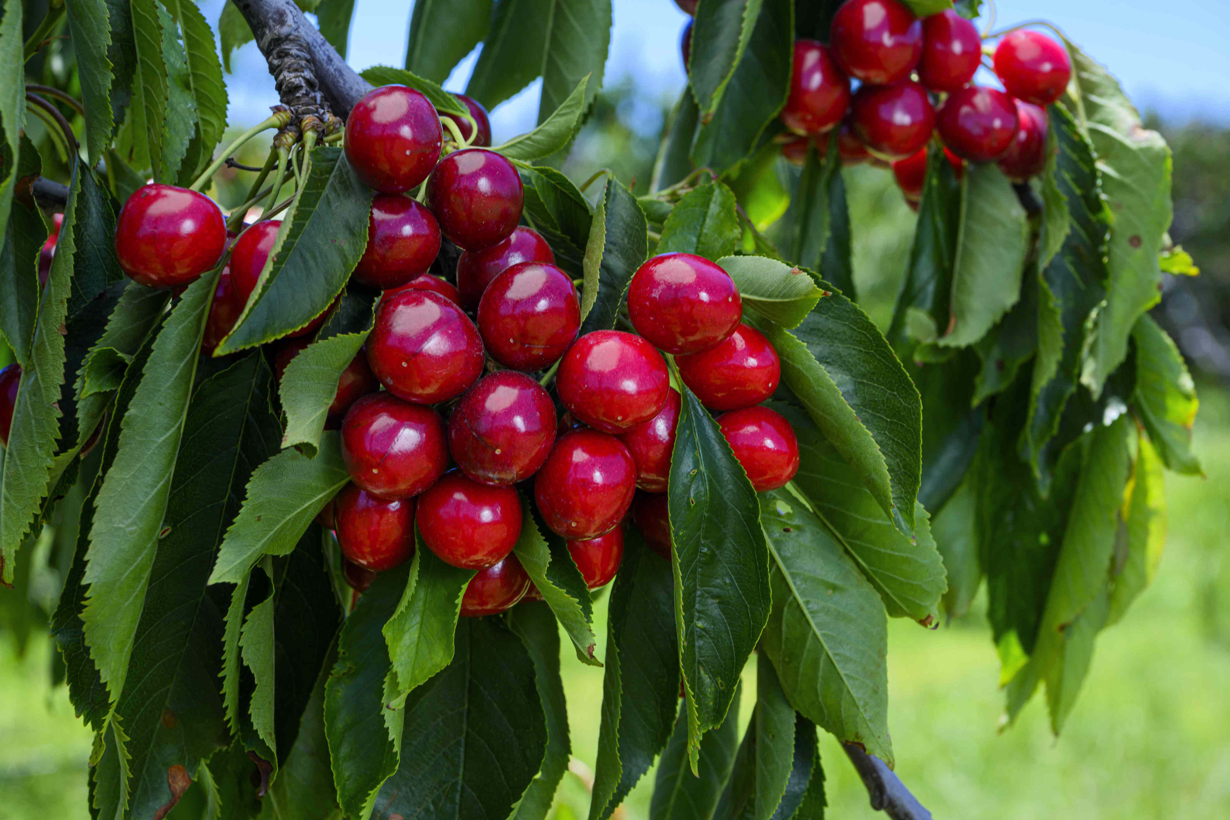 How to plant a cherry pit to grow a fruit-bearing tree at home