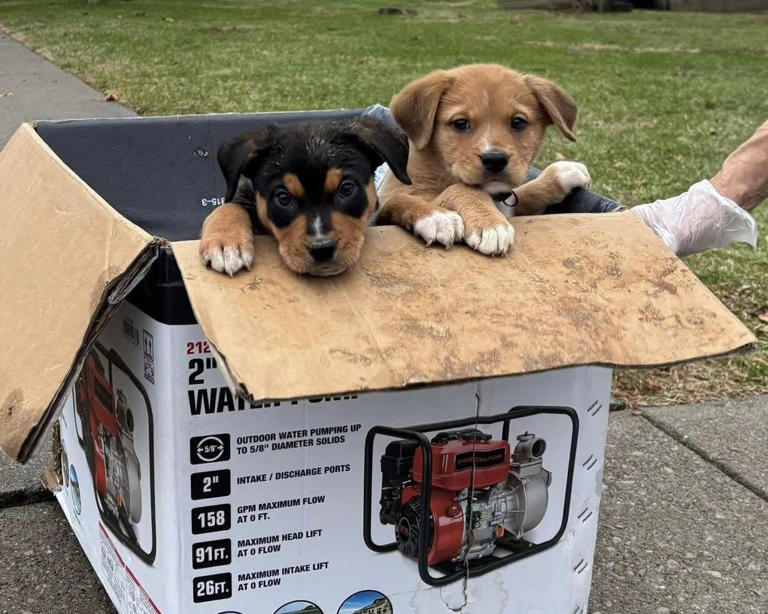 Lexington-Fayette Animal Control searching for people who abandoned ...