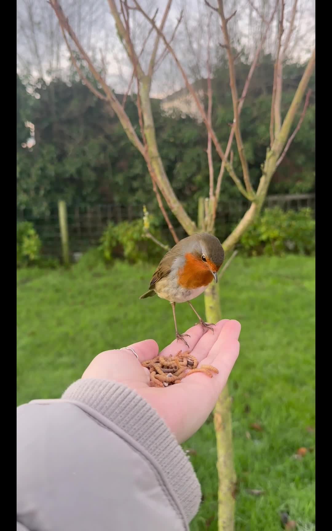 Charming encounter with a friendly robin