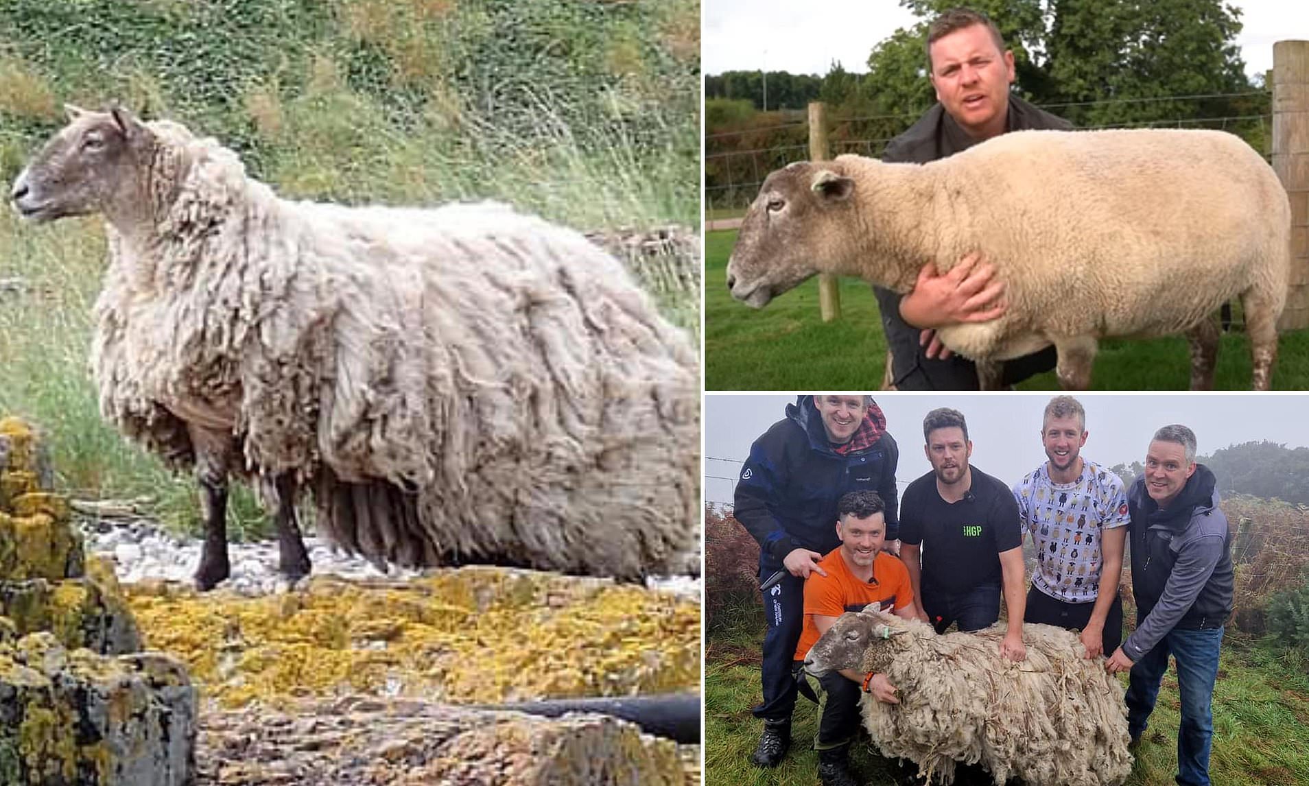 Congratulations ewe! Loneliest sheep now pregnant with twins two years ...