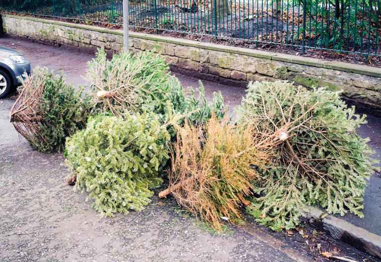 Fire marshal issues warning about dry Christmas tree