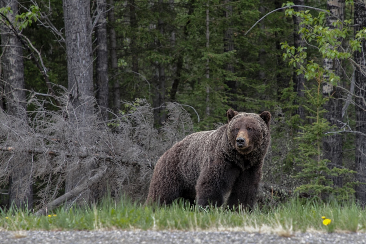 Pro football player encounters grizzly bear in Banff (viral video)