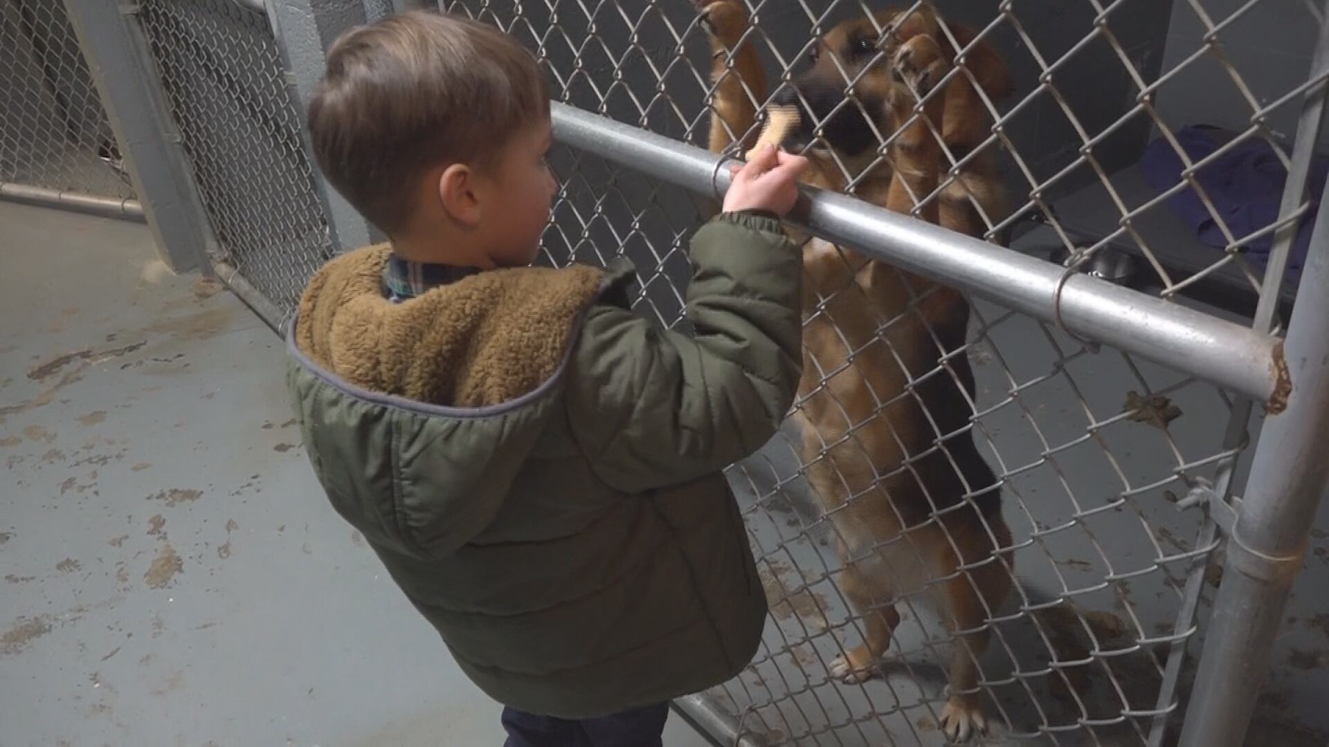 Five-year-old raises over $2,000 for Patrick County Animal Shelter