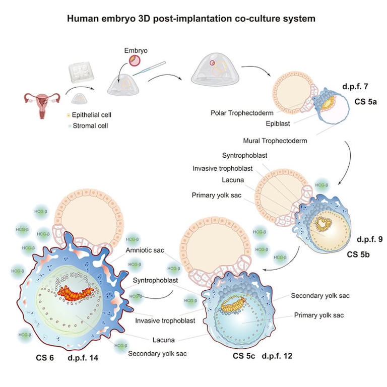 Scientists at Stanford watch human life begin without a mother