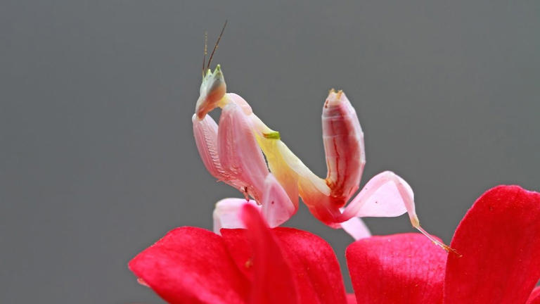 List of top 7 insects that look like flowers on Earth