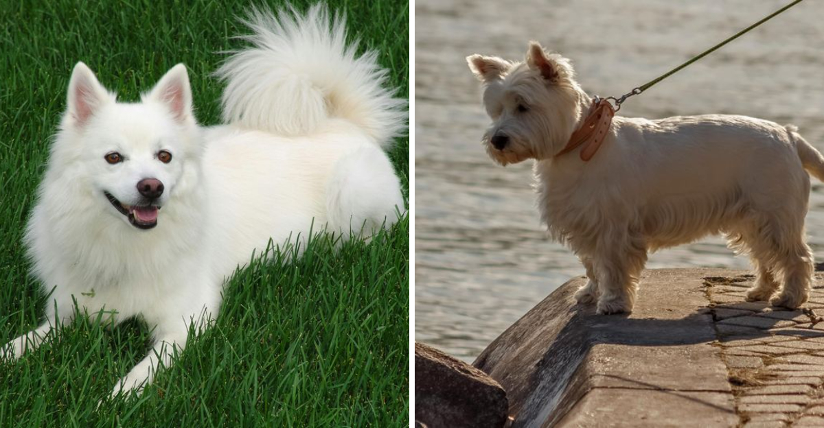 How different are these white dog breeds?