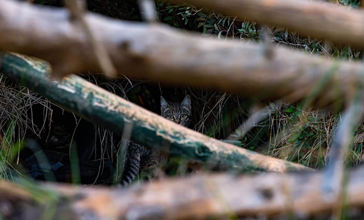 After 30 years, this rare cat makes an unbelievable comeback, see the ...