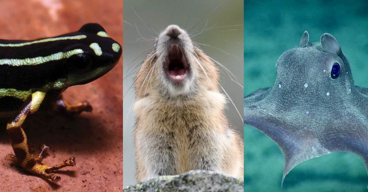 9 incredible new species discovered in 2025, from the screaming pika to ...