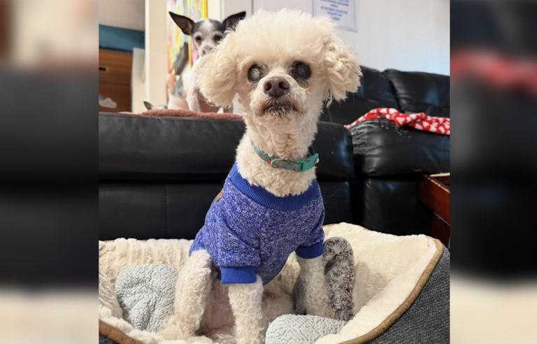 Sweet & gentle 11lb little poodle needs a cozy place to call home