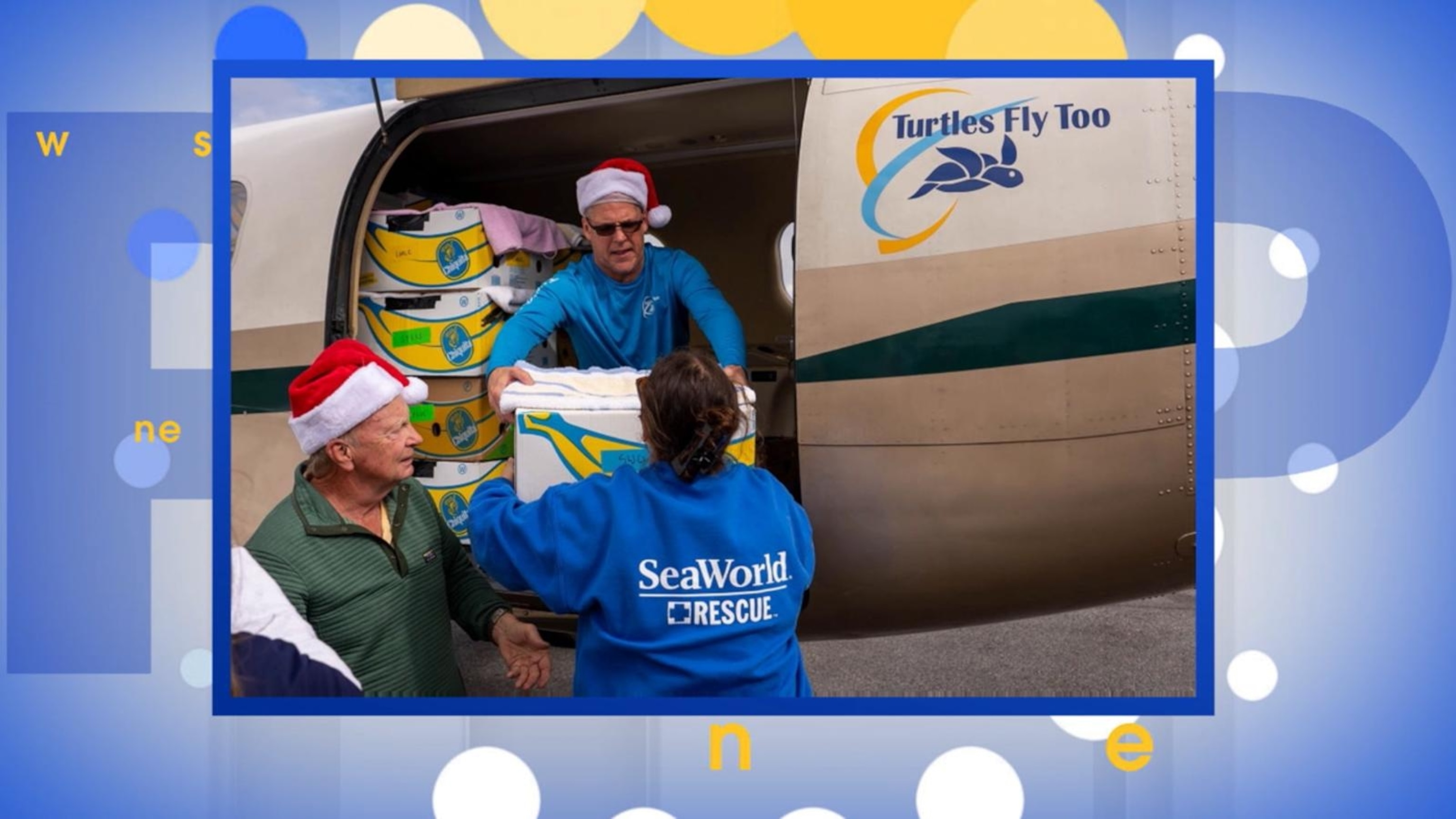 Stranded turtles rescued and flown to warmer water