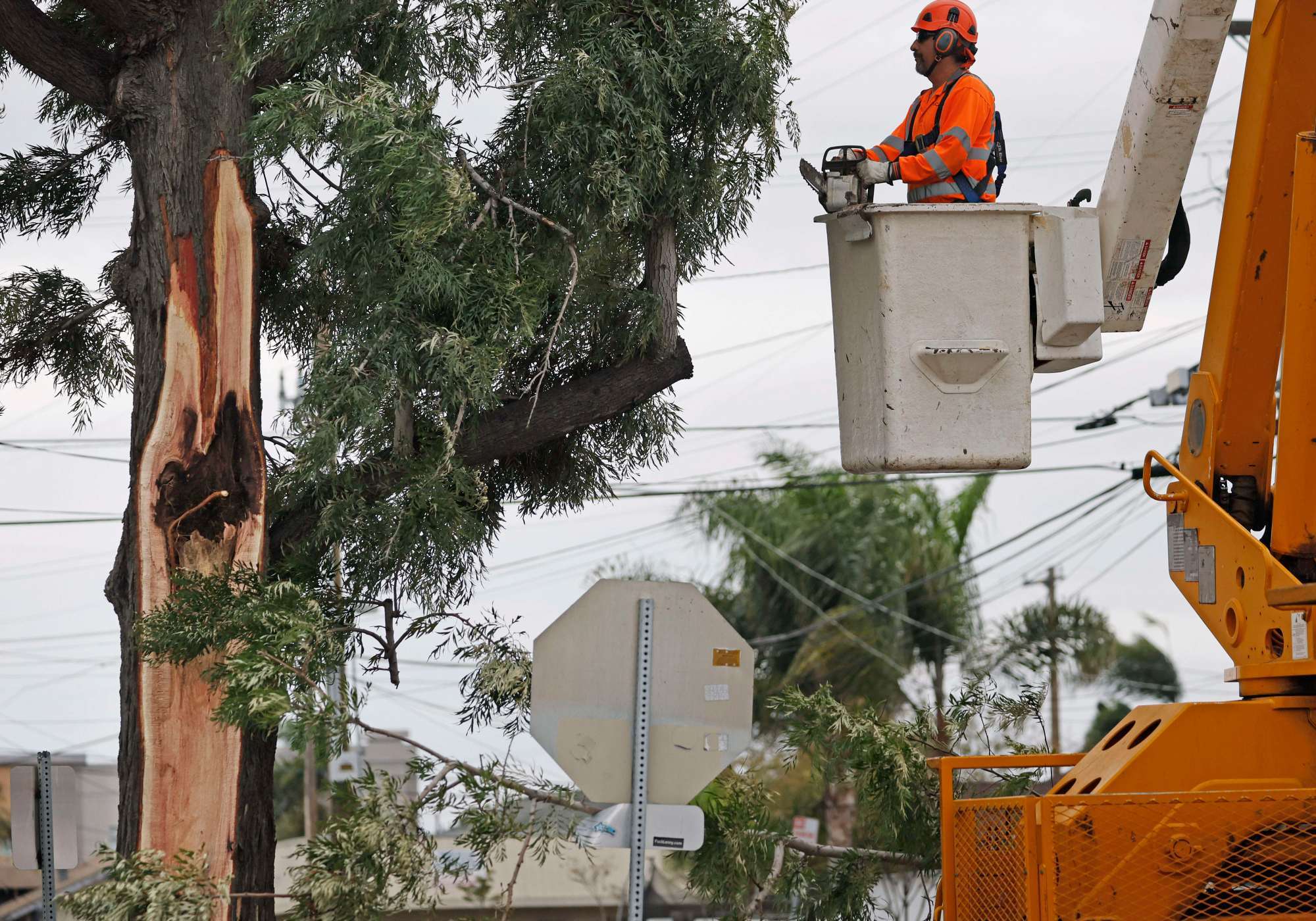 San Diego man was outside own home when falling branches killed him ...