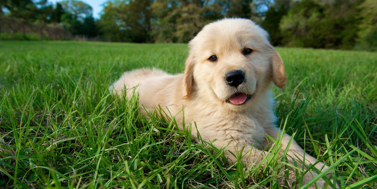 These 12 lovable dog breeds are perfect for first-time owners