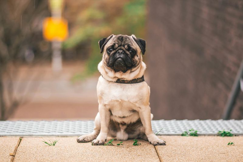 Low-maintenance dogs that still have big personalities