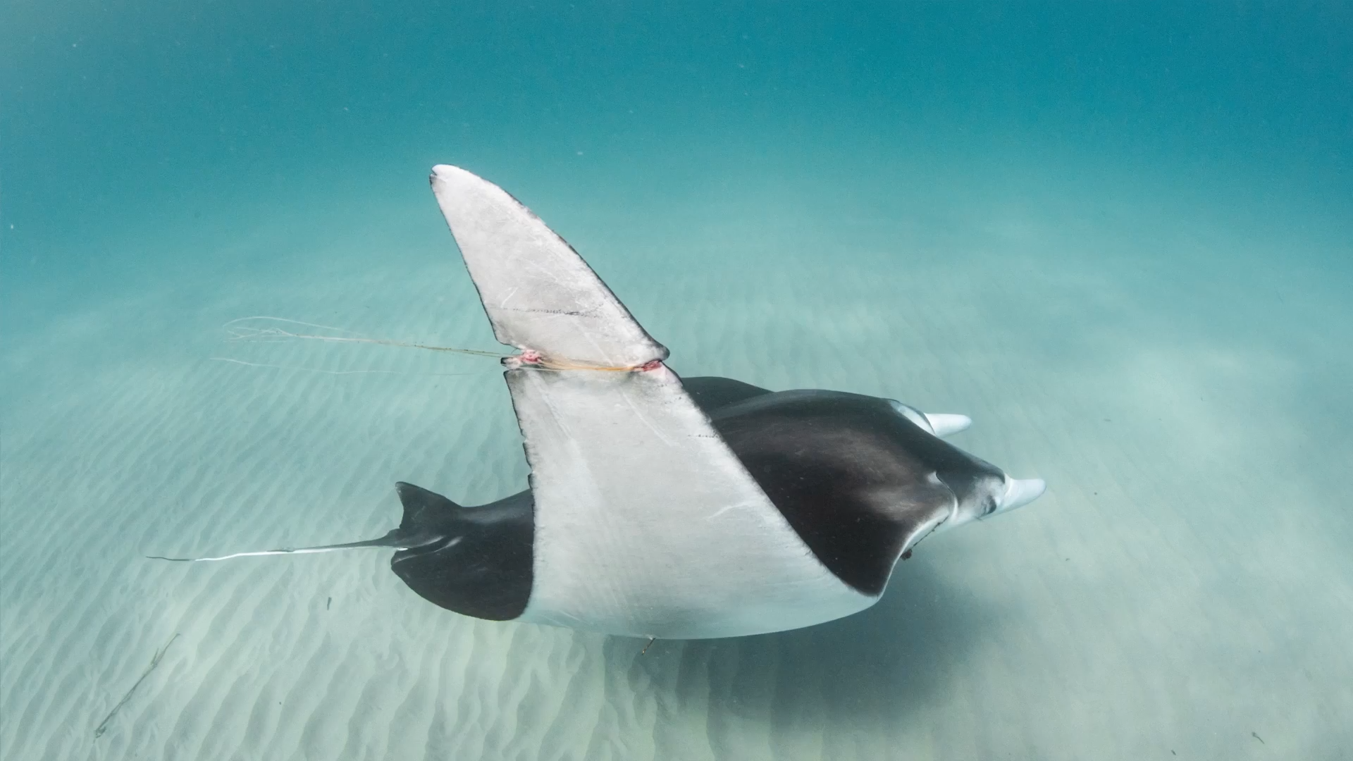 This is why you should never provoke manta rays