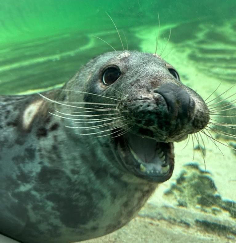 Meet Cornwall's nicest and naughtiest seals of 2025