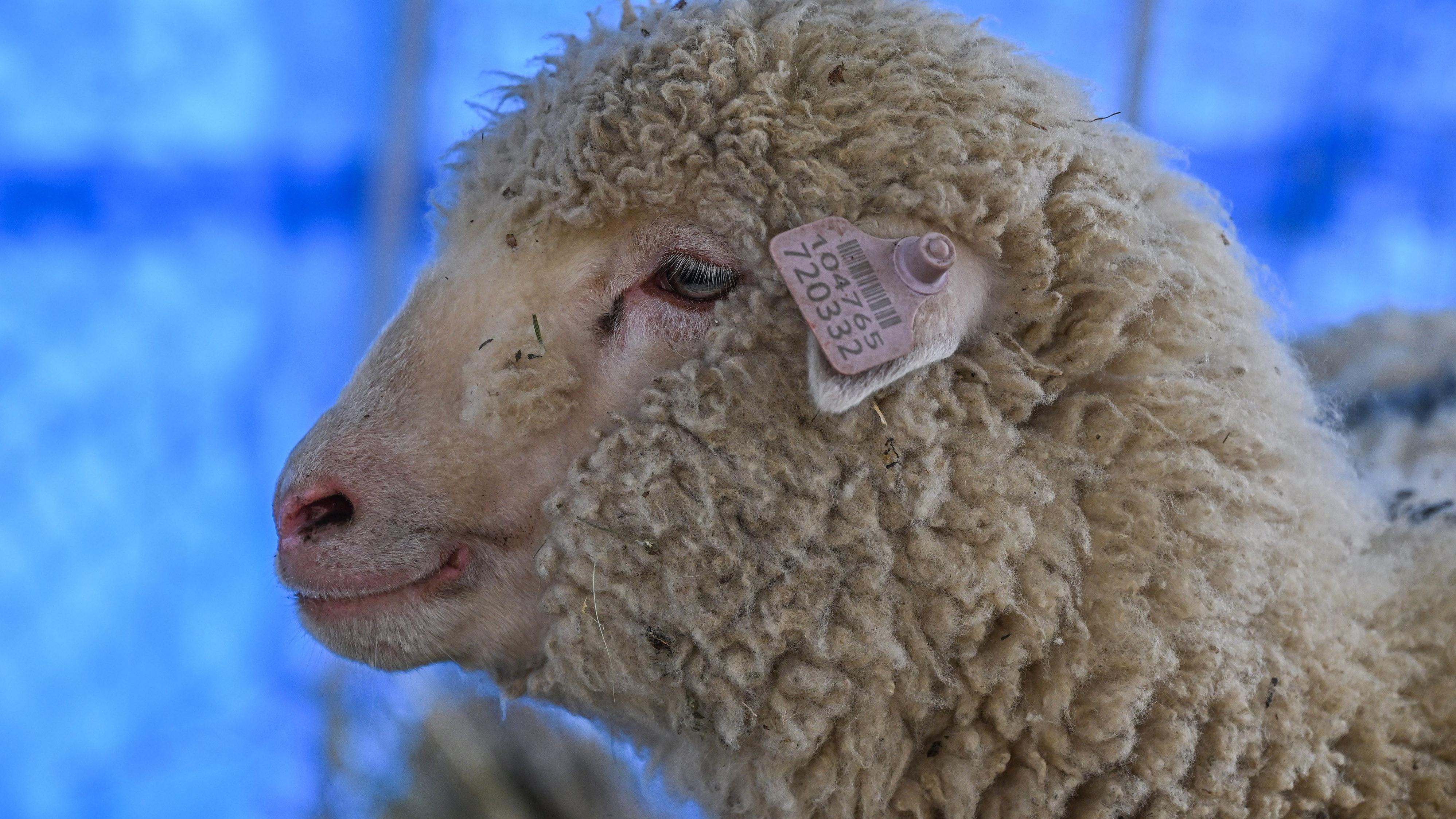 India's first gene-edited sheep just turned one. How's it doing?