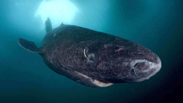 This shark is 150 years older than Shakespeare