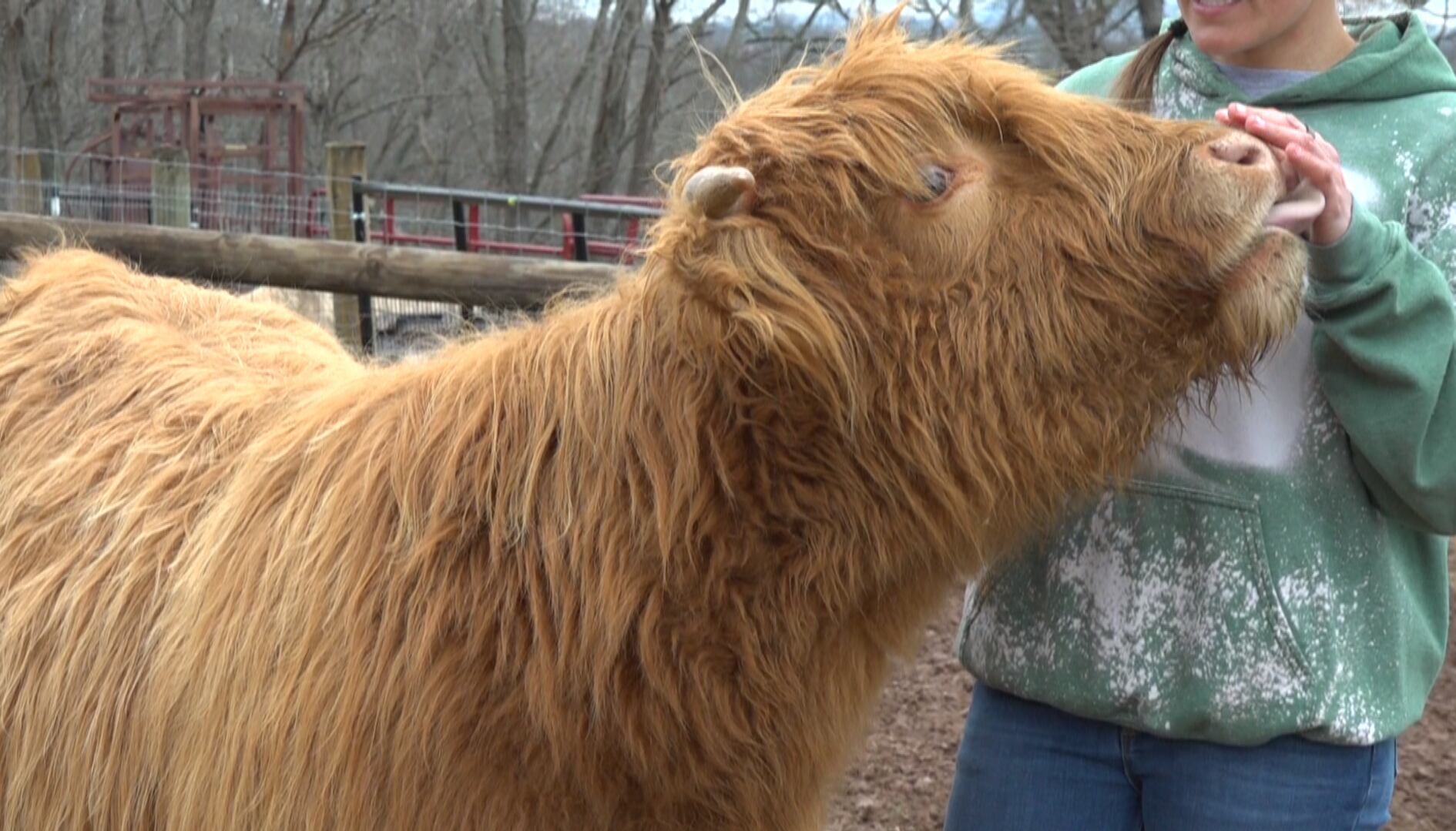 Blacksburg farm offers hot cocoa and cows experience