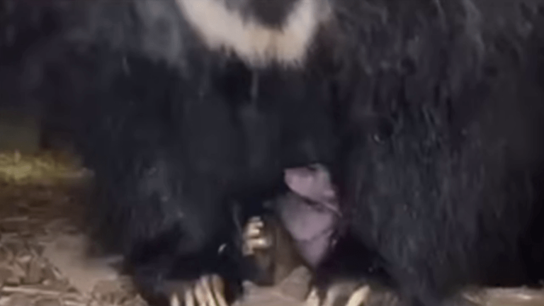 Two sloth bear cubs join Little Rock Zoo family