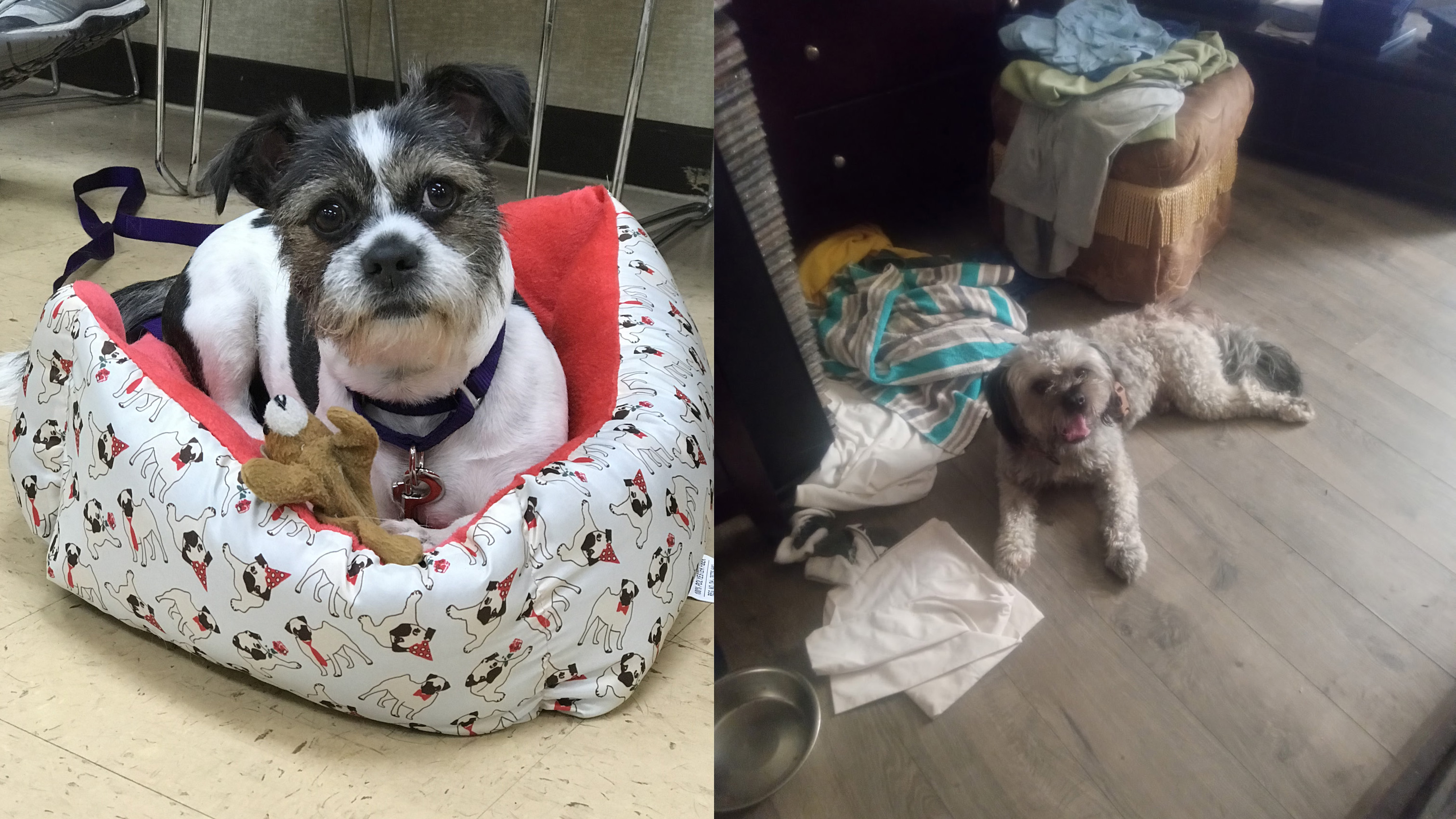 Detroit man's dogs missing after van theft, rescue offers $1,000 reward