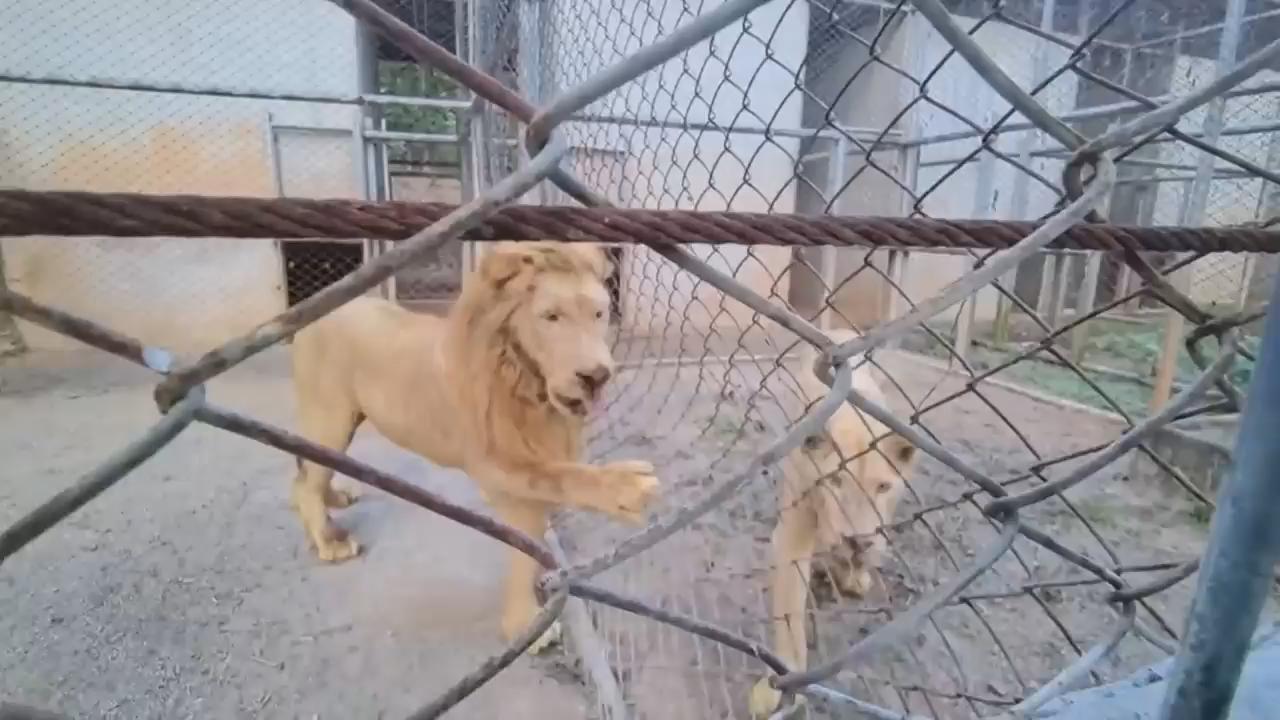 Thailand says it rescued lions and bears from casino used as outpost by ...