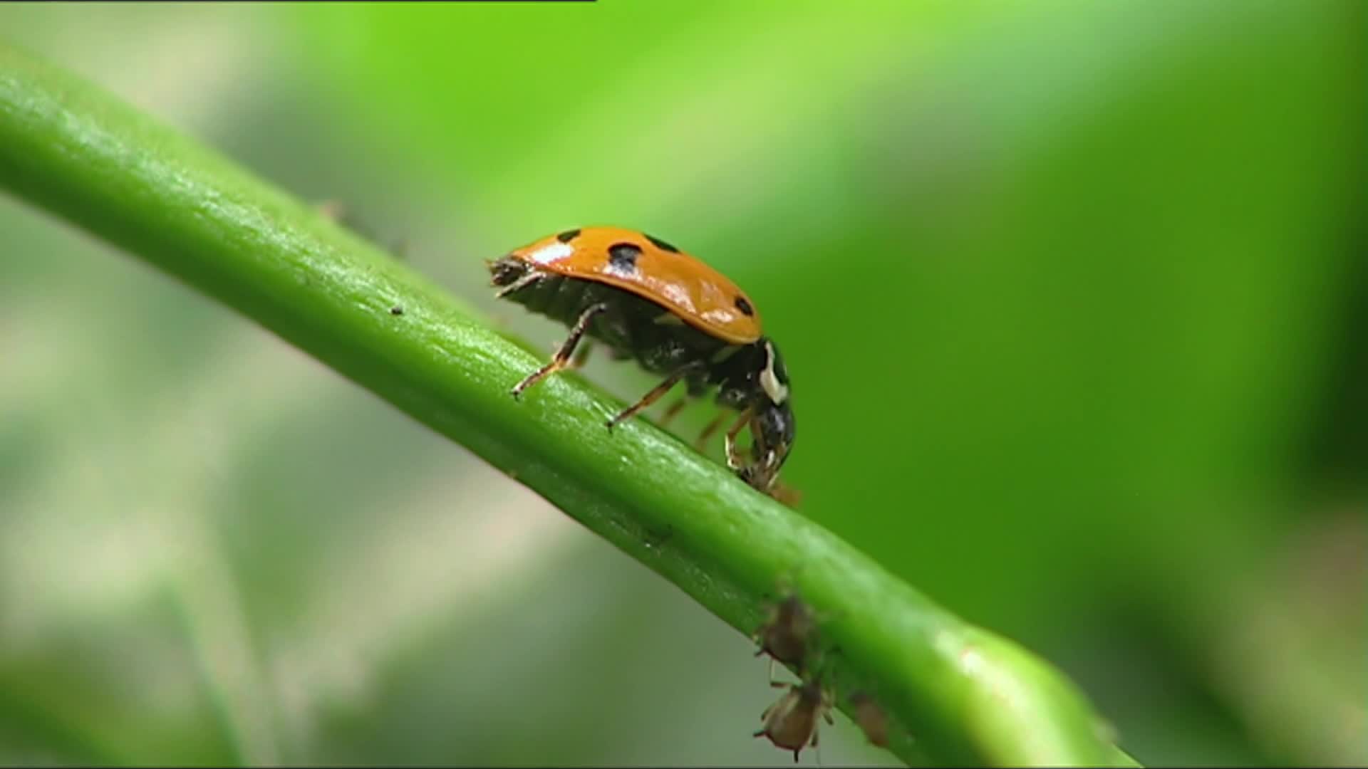 Ladybugs brought in to fight pests in the gardens of Parliament House