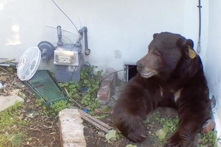 Latest Altadena bear squatter is gone — for now. Why it won't be the last