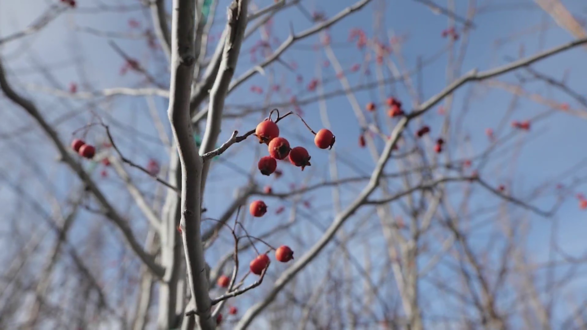 Record warmth in Denver caused trees to bud in December. Will they ...