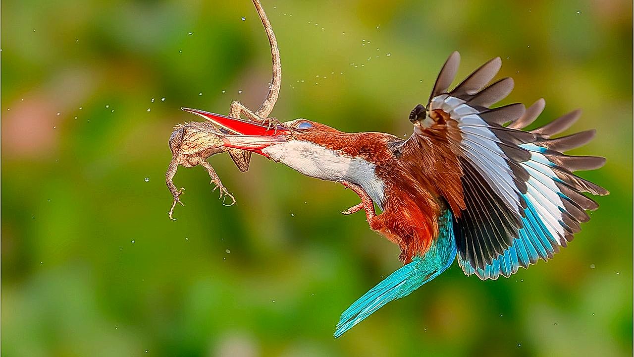 Amazing images capture a lizard's natural fight for its life
