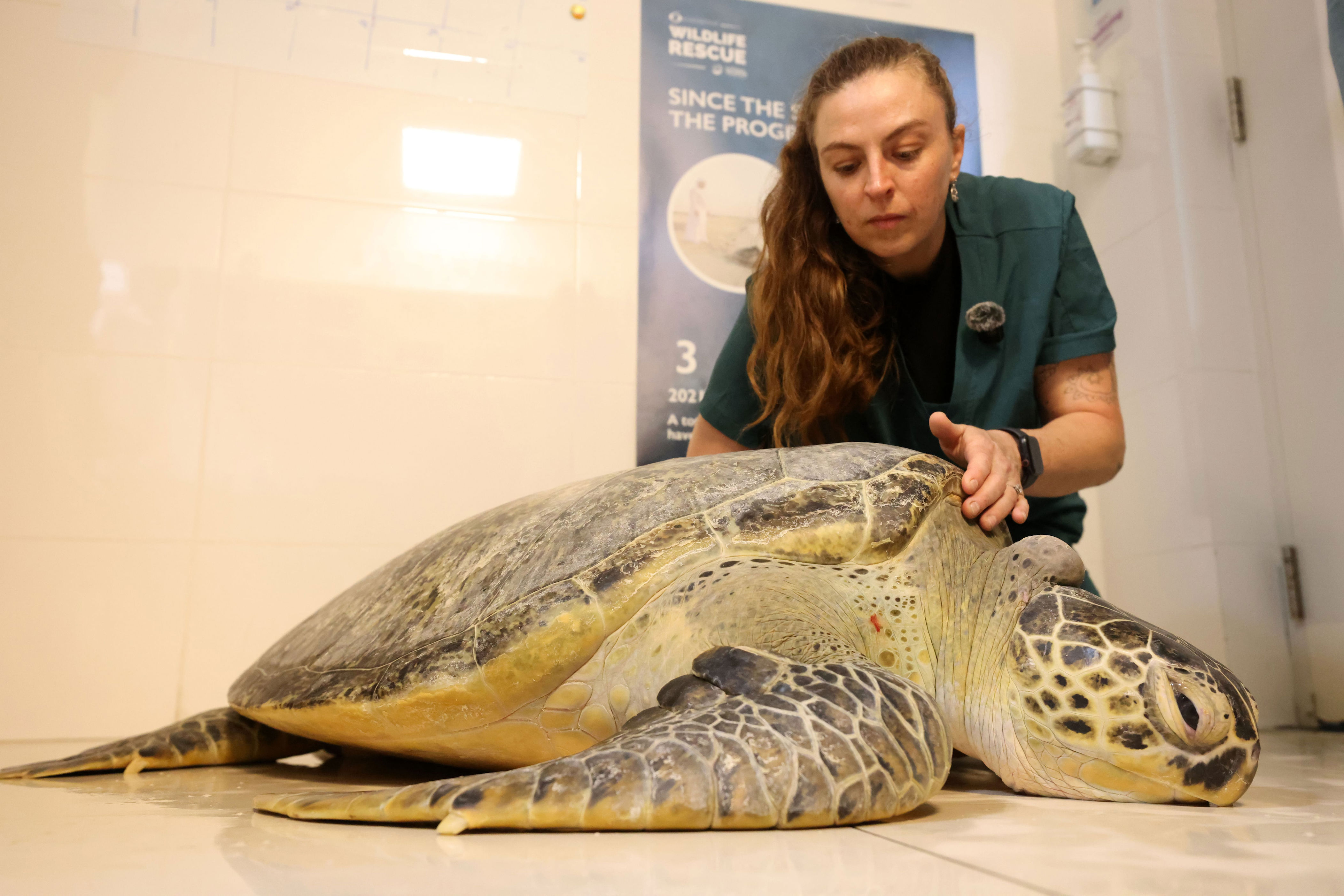 Sea turtles in Gulf under heavy pressure from human activity, study shows