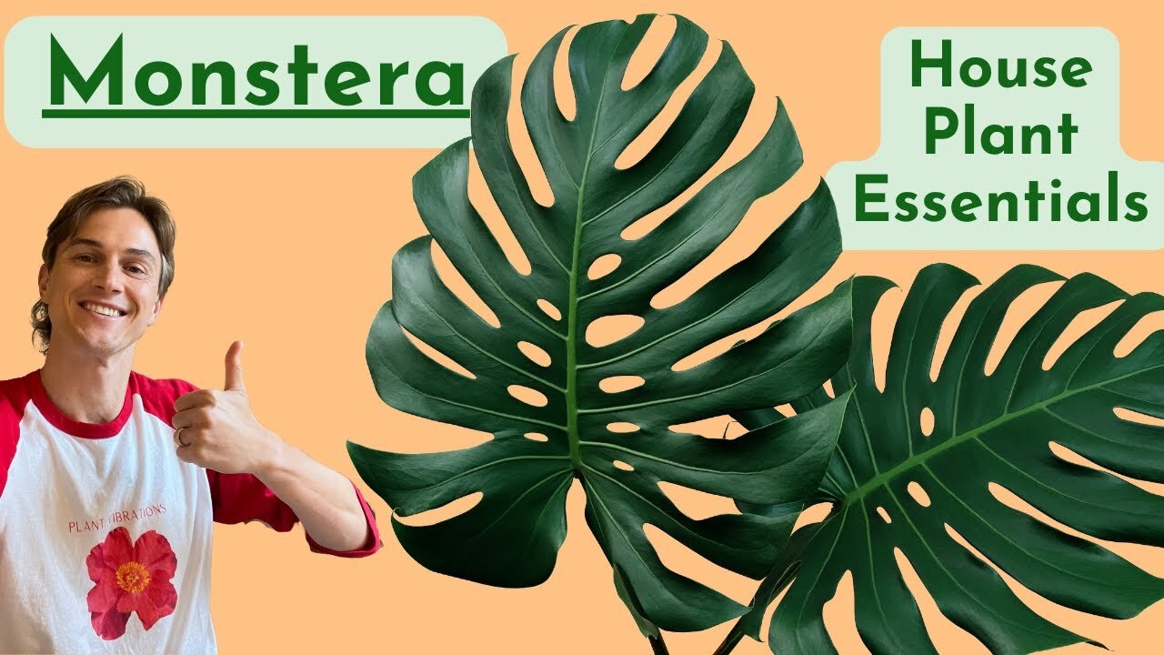 Monstera deliciosa complete care! How to grow well houseplant basics
