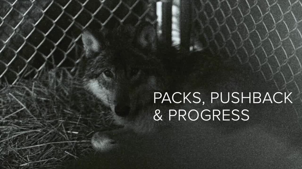 Denver7 special: A look back on Colorado's wolf reintroduction program ...