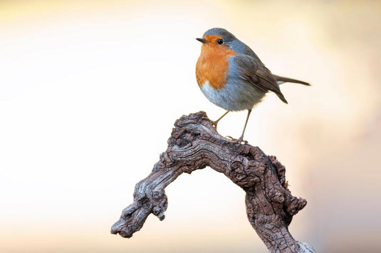 Woman who has robins visit her house every day shares 1 food they love
