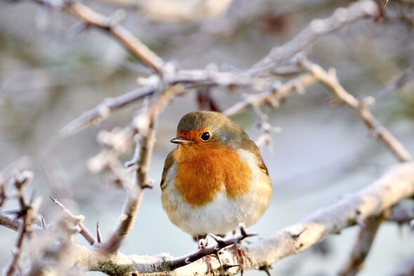 Robins will thrive in gardens this winter if 2 foods are left out