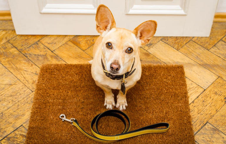 Pourquoi les chiens ont besoin d’une routine (et comment bien l ...