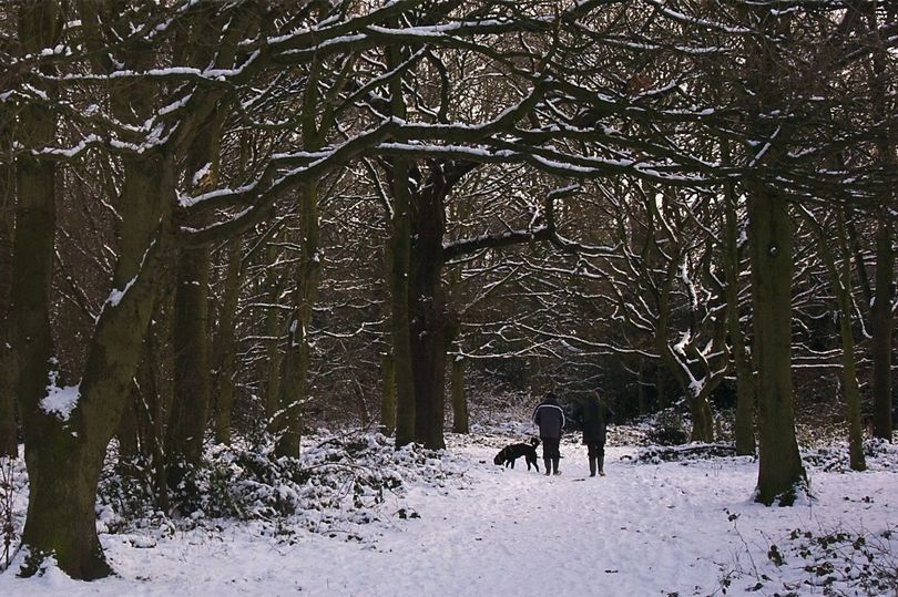 11 wonderful winter dog walks in Birmingham