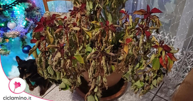 Secca sempre subito perché sbagliano tutti ad innaffiarla