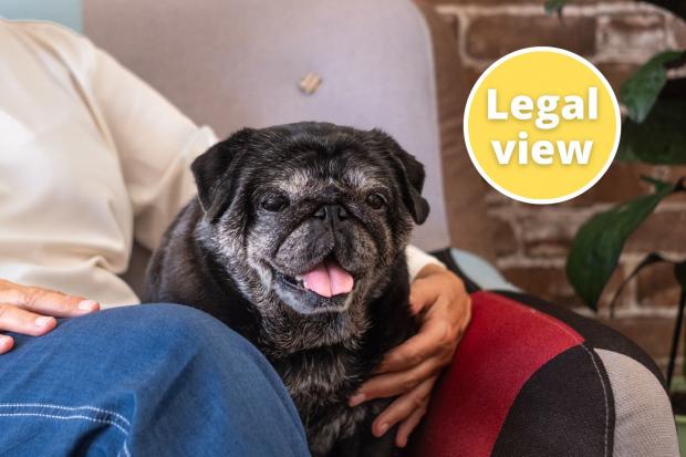 Mum is going into long-term care, what should we do about her dog?