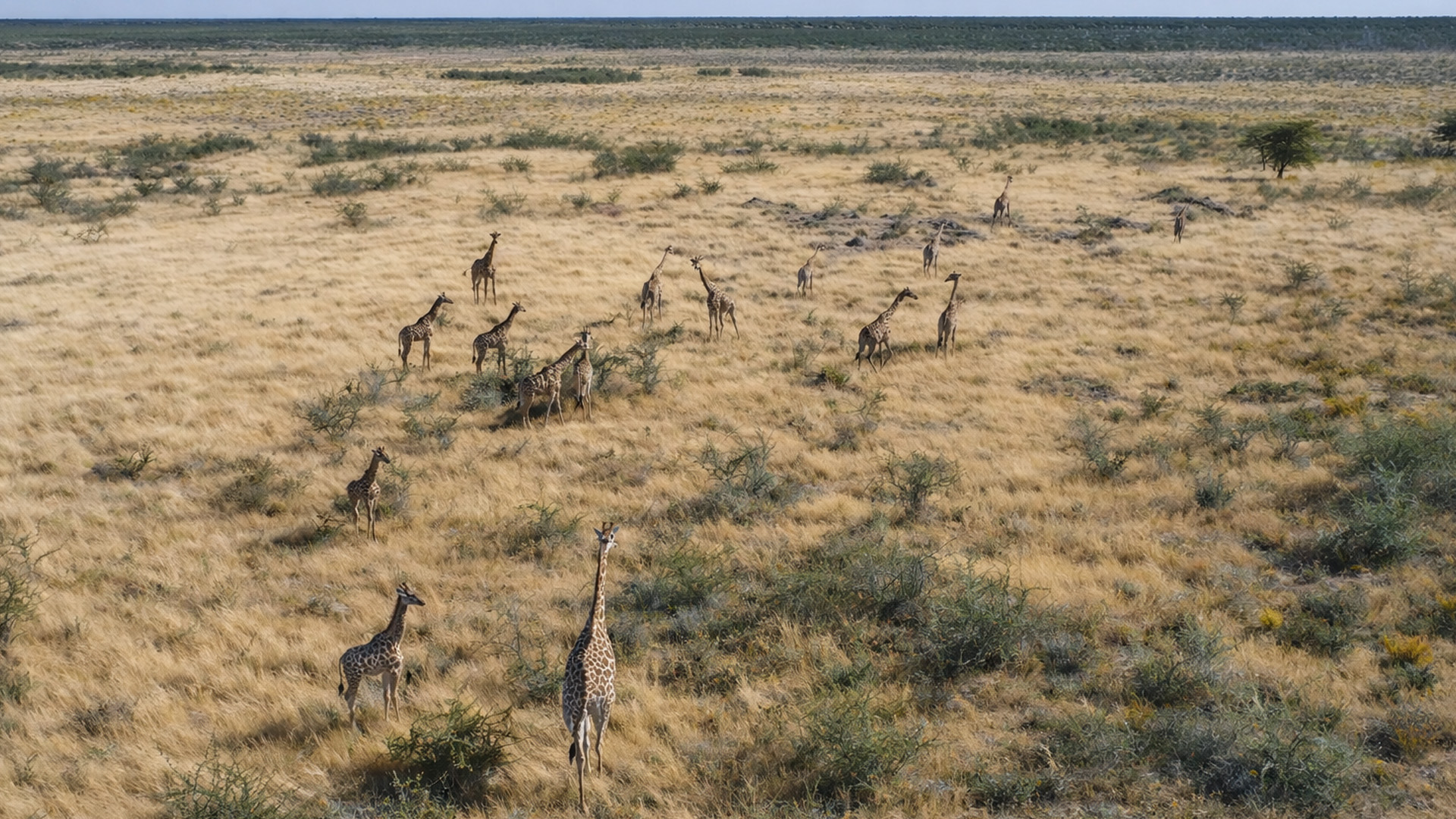 Kirahvit Afrikan savanneilla